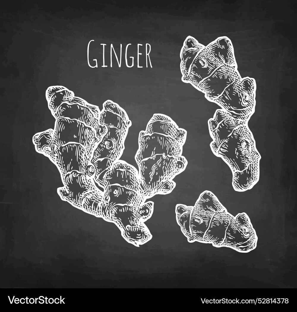 Fresh ginger root chalk sketch Royalty Free Vector Image
