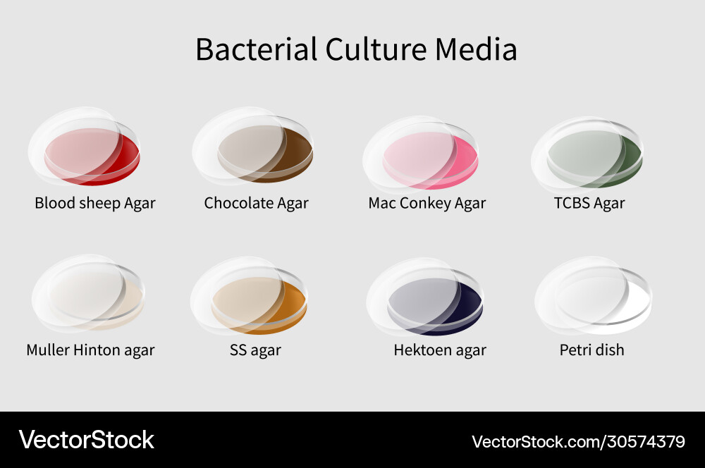 Bacterial culture media Royalty Free Vector Image