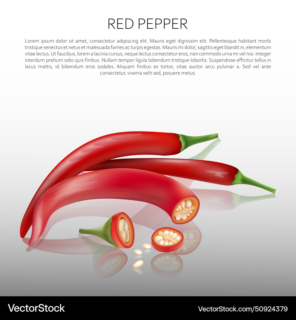 Red pepper with reflection Royalty Free Vector Image