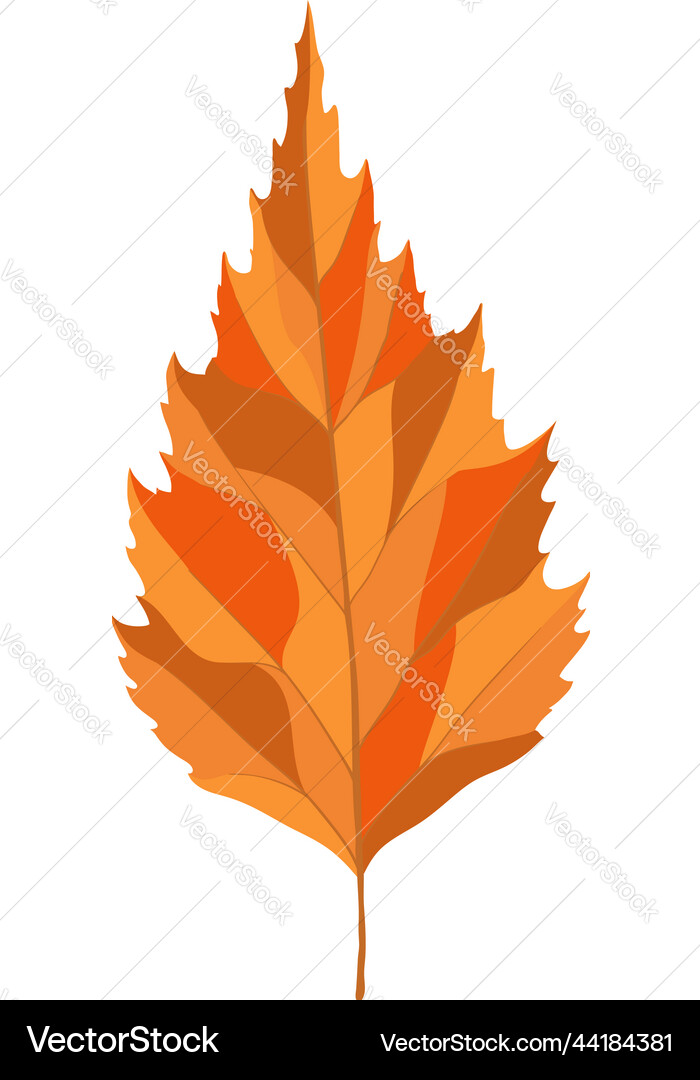Birch tree leaf Royalty Free Vector Image - VectorStock