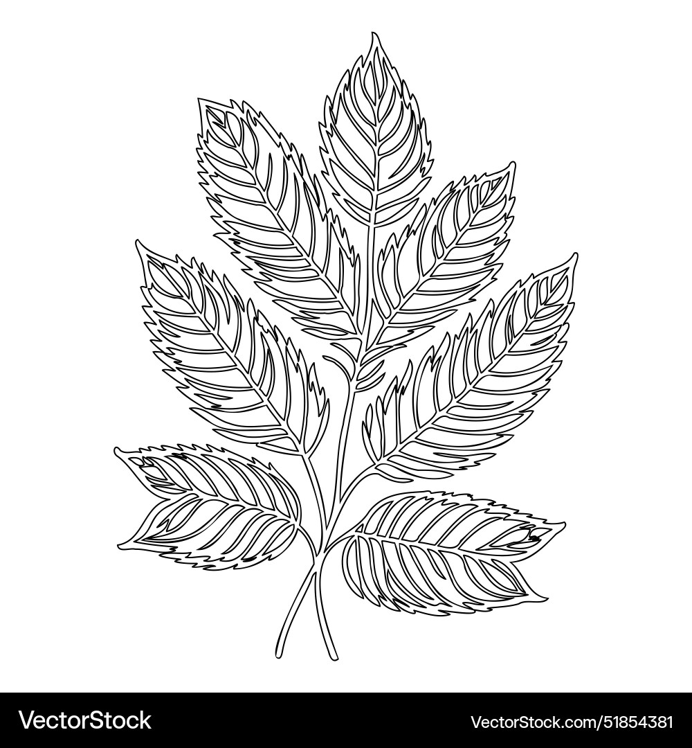 Chestnut leaf floral outline sketch Royalty Free Vector