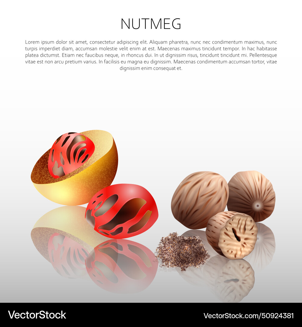 Nutmeg with reflection Royalty Free Vector Image