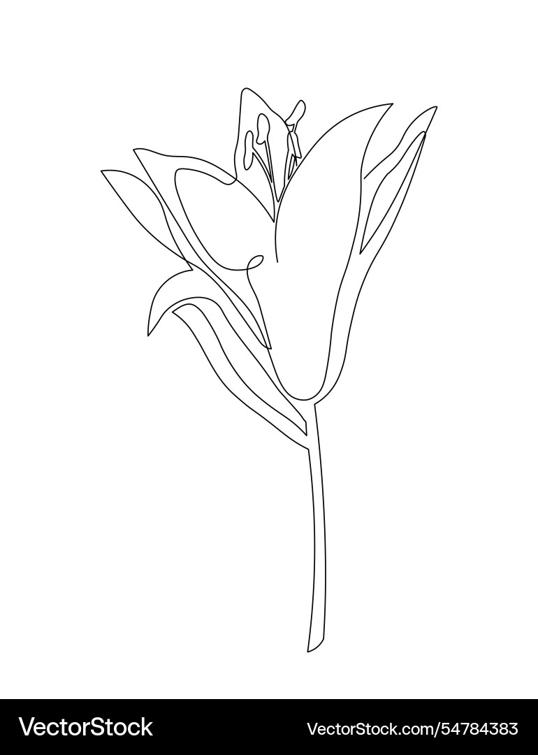 Hand drawn flower Royalty Free Vector Image - VectorStock