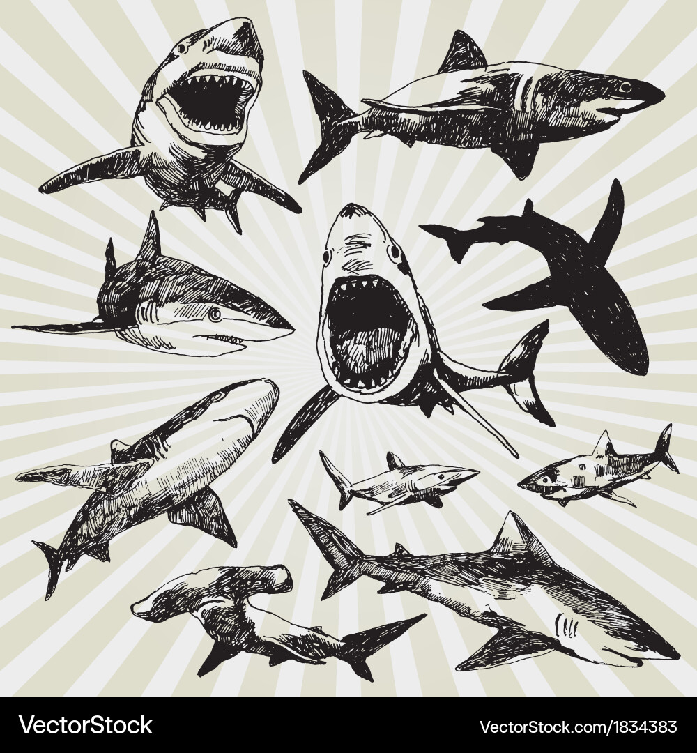 Sharks Royalty Free Vector Image - VectorStock