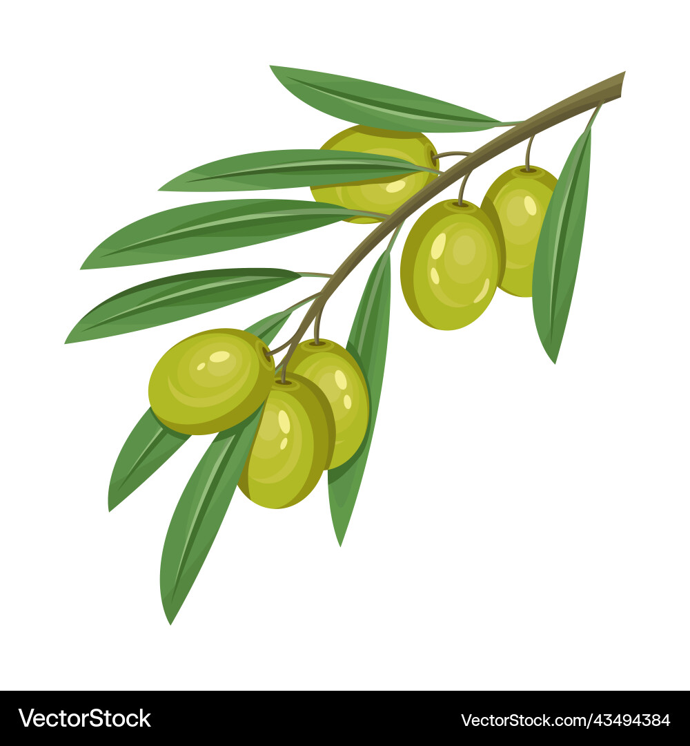 Ripe olive berries on branch icon Royalty Free Vector Image