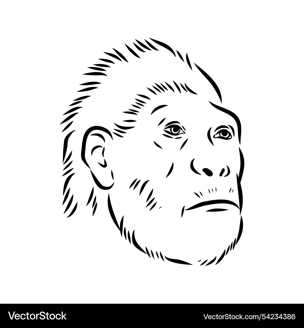 Australopithecus sketch graphic Royalty Free Vector Image