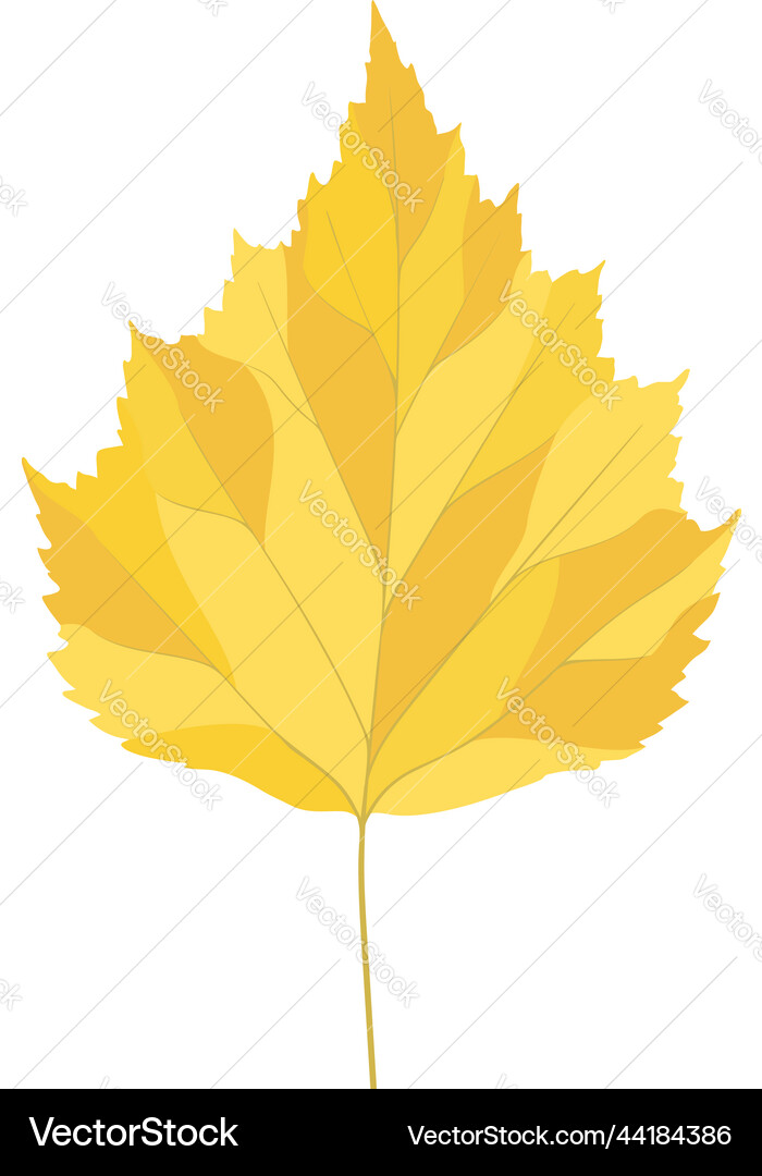Birch tree leaf Royalty Free Vector Image - VectorStock