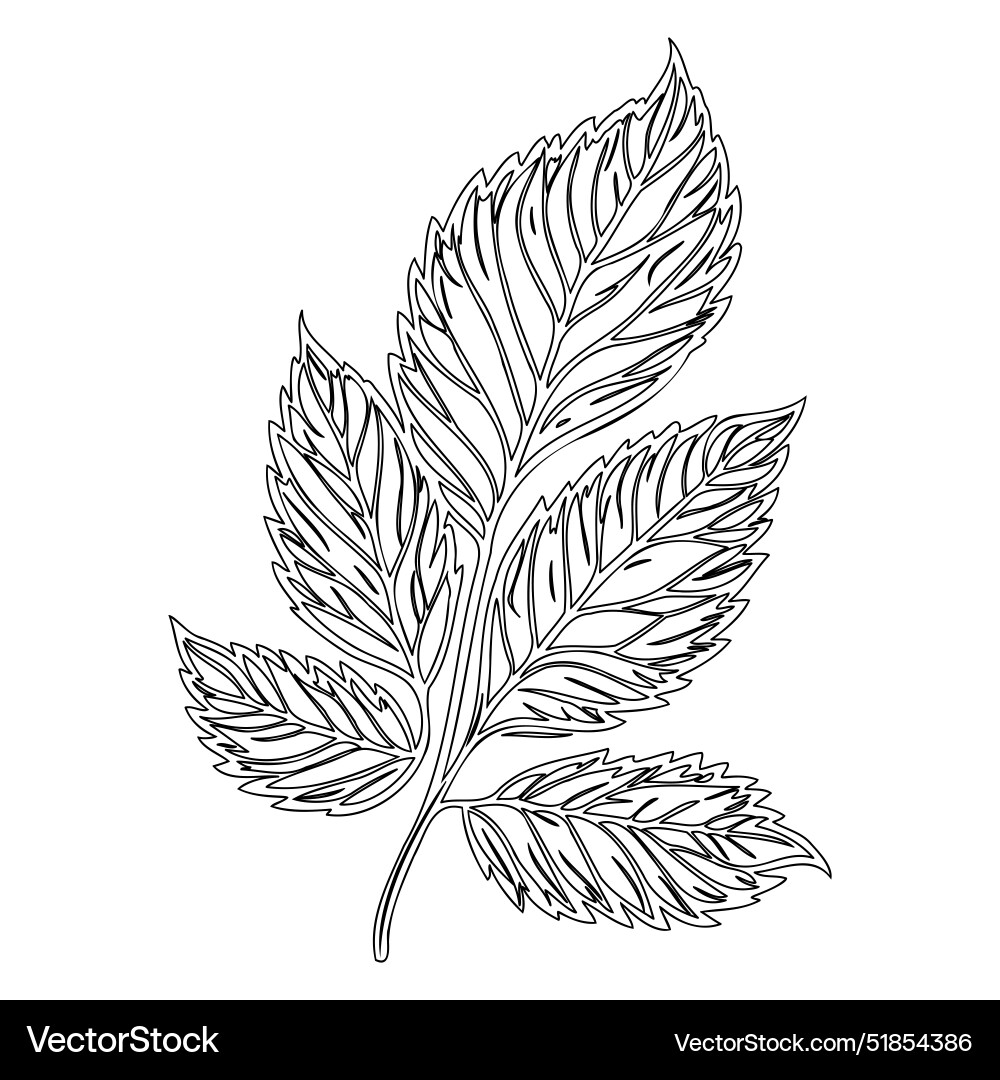 Chestnut leaf floral outline sketch Royalty Free Vector