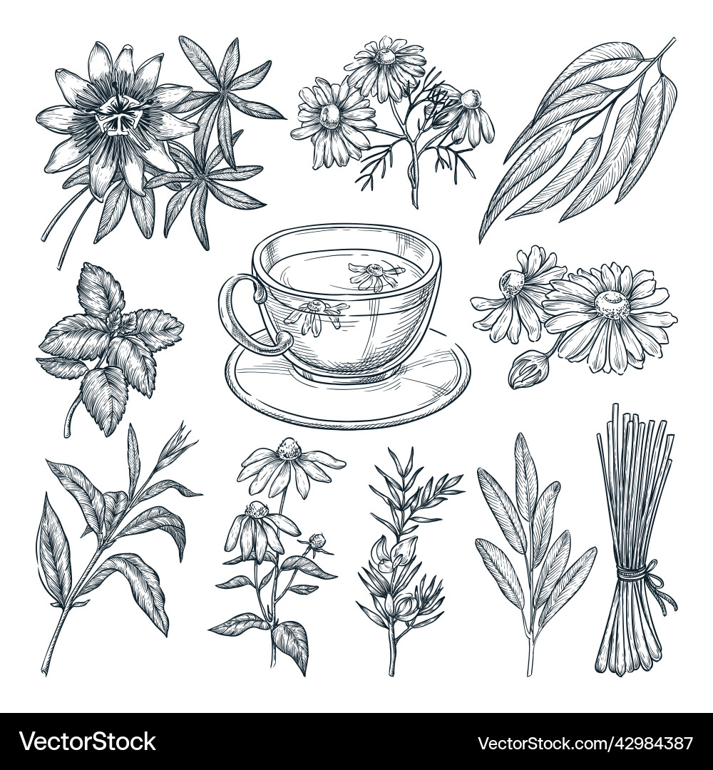 Medical tea herbs set isolated on white Royalty Free Vector