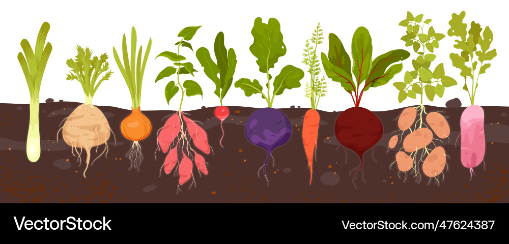 Root vegetables grow in soil infographic diagram – Royalty-Free Vector ...