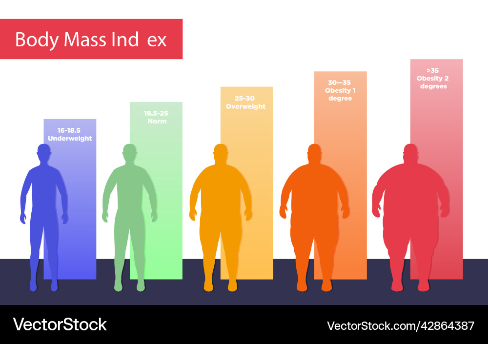 With bmi chart Royalty Free Vector Image - VectorStock