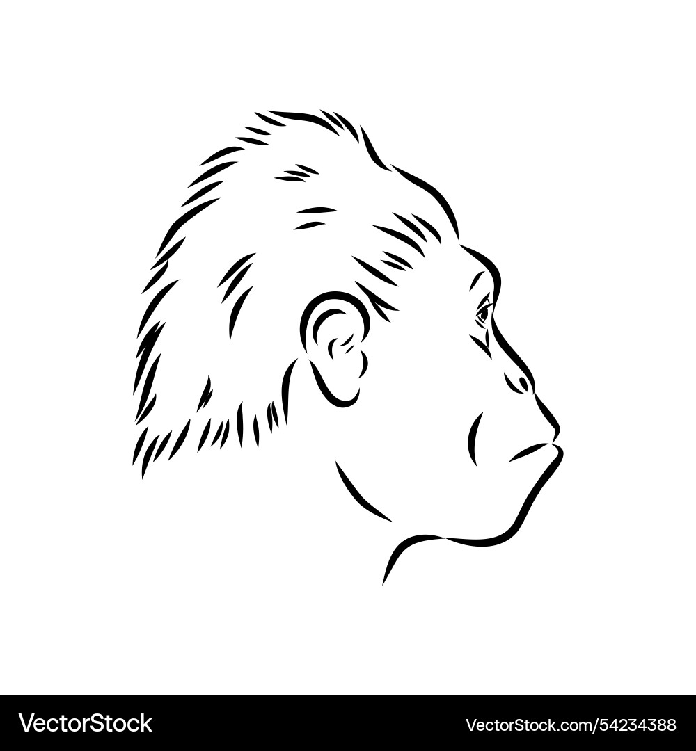 Australopithecus sketch graphic Royalty Free Vector Image