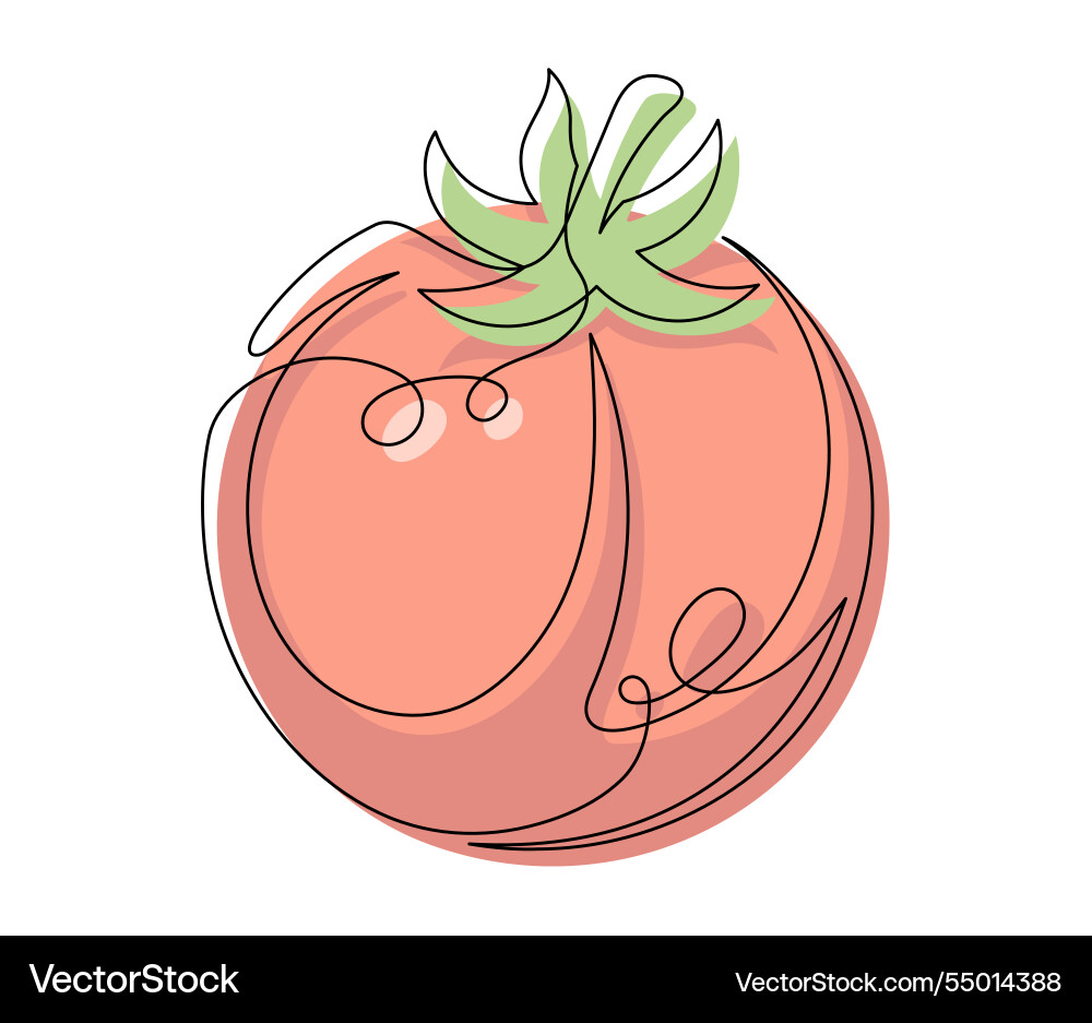 Red tomato contour line isolated on white Vector Image