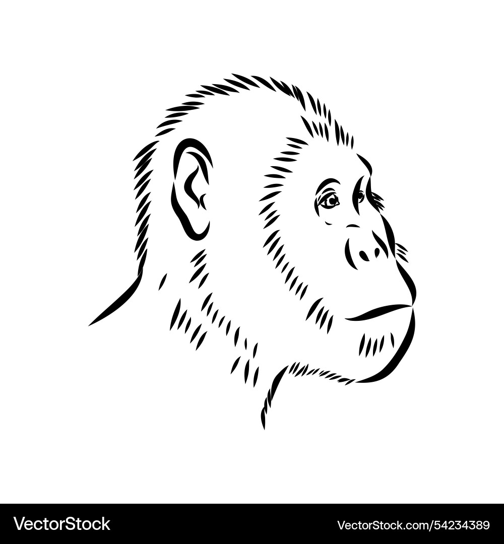 Australopithecus sketch graphic Royalty Free Vector Image