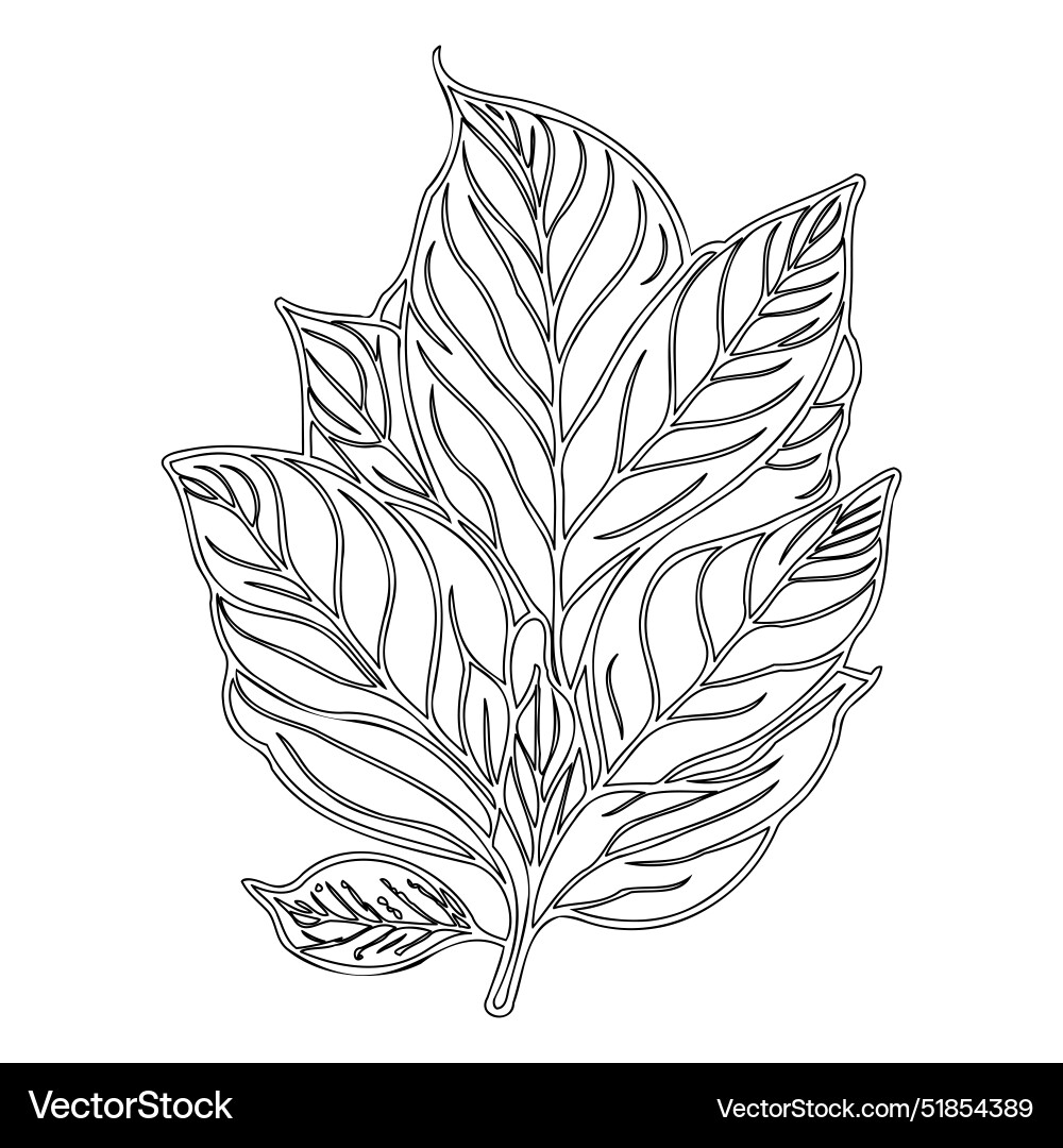 Chestnut leaf floral outline sketch Royalty Free Vector