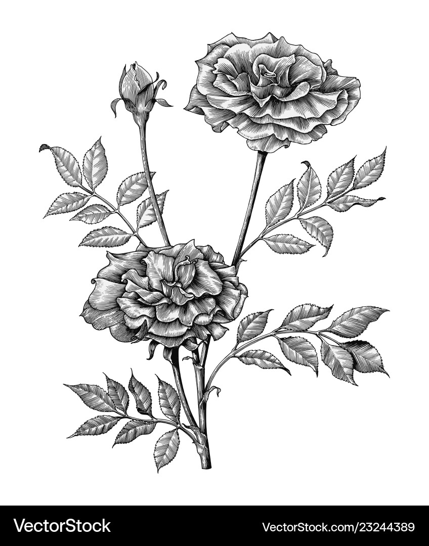 Roses hand drawing vintage engraving on white Vector Image