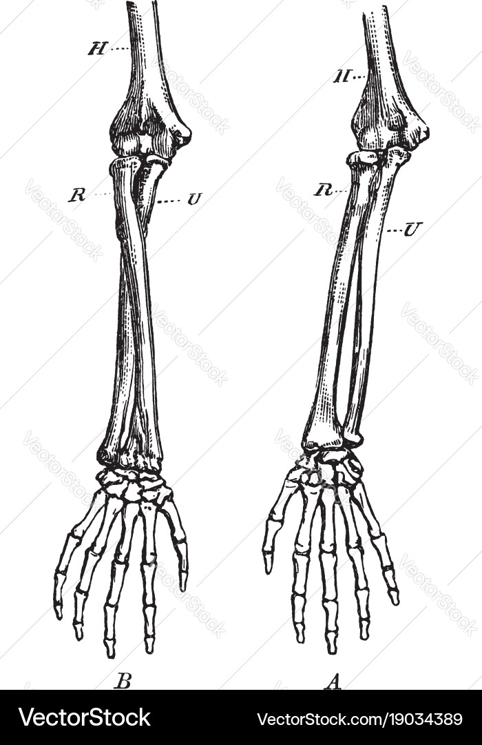 Vintage Forearm Bone Anatomical Diagram Royalty Free Vector