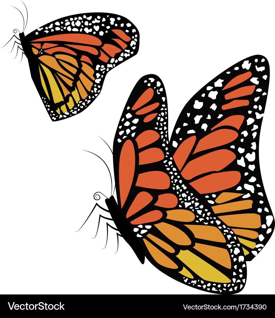 Butterfly Royalty Free Vector Image - VectorStock