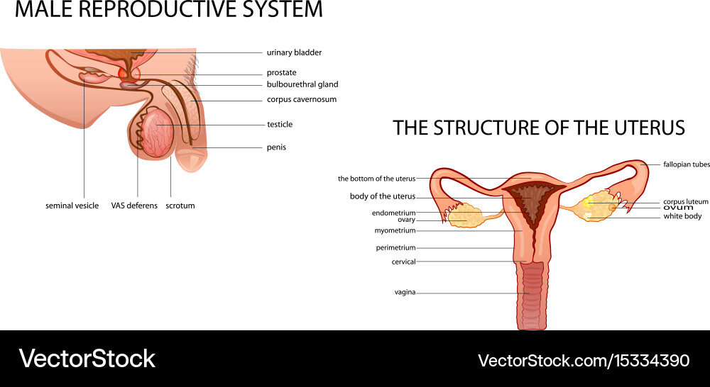 Female And Male Reproductive System