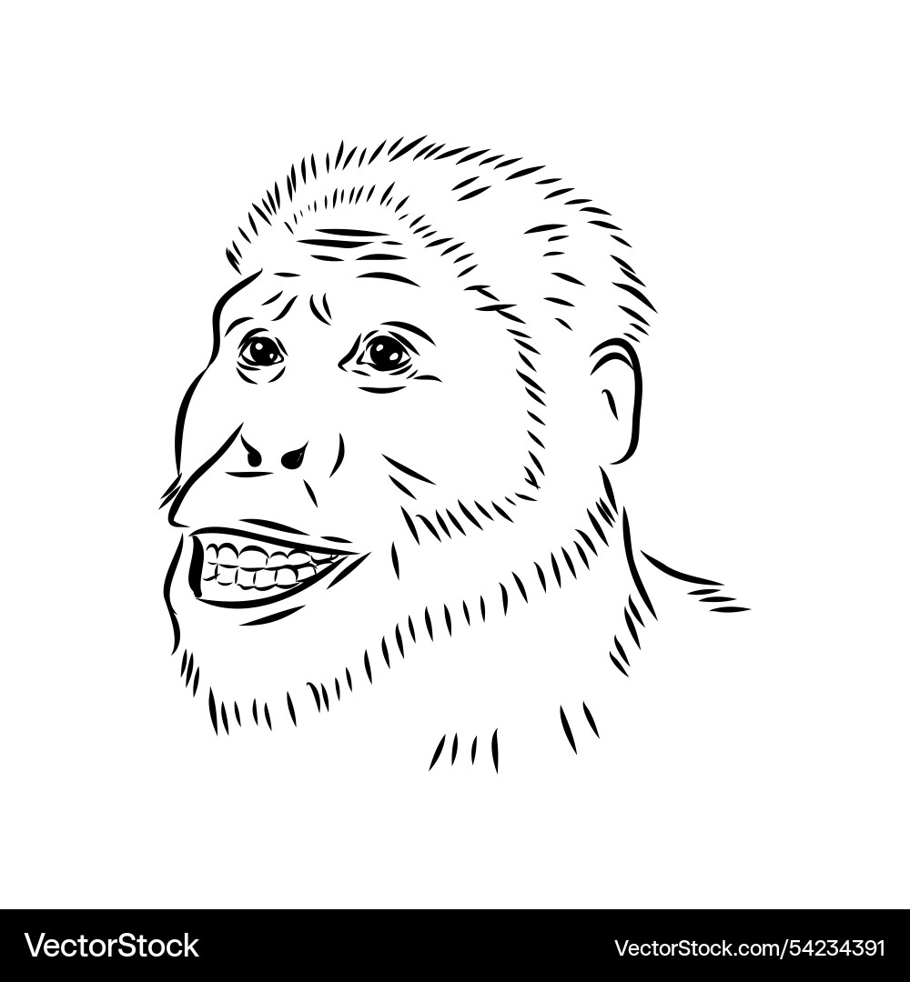 Australopithecus sketch graphic Royalty Free Vector Image