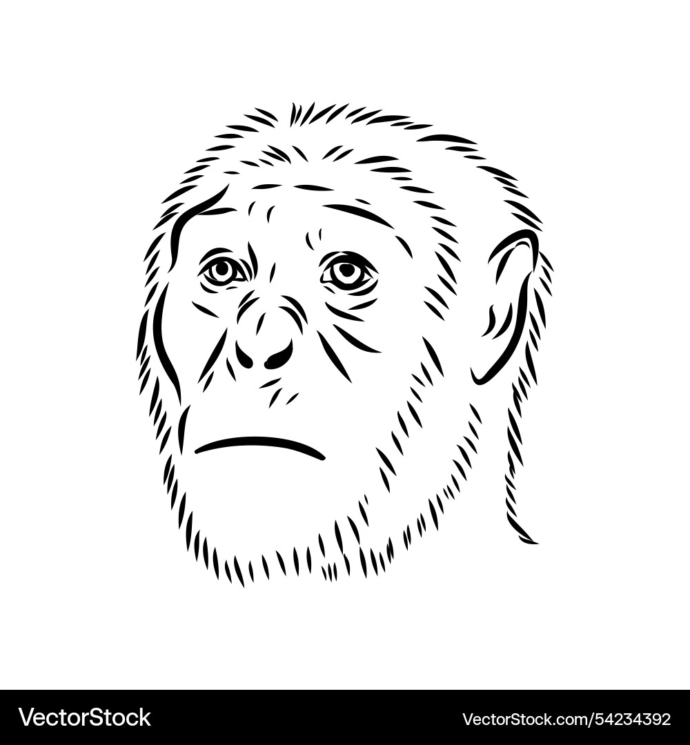 Australopithecus sketch graphic Royalty Free Vector Image