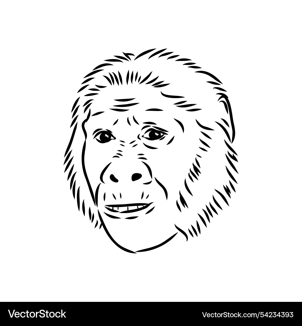 Australopithecus sketch graphic Royalty Free Vector Image