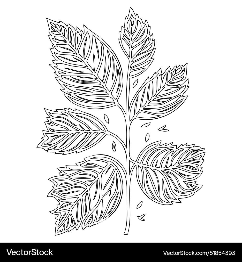Chestnut leaf floral outline sketch Royalty Free Vector
