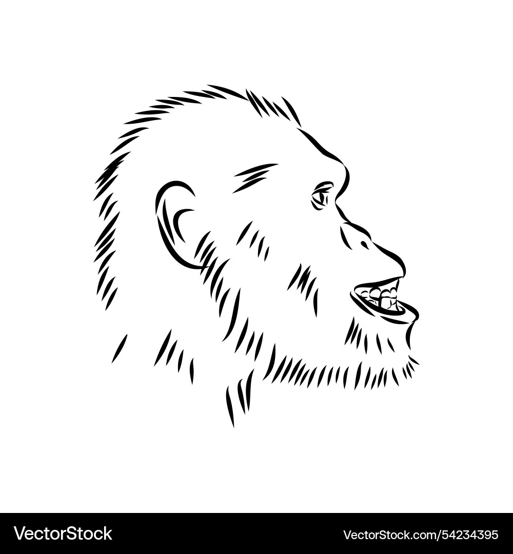 Australopithecus sketch graphic Royalty Free Vector Image