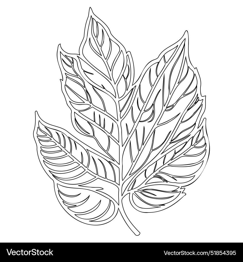 Chestnut leaf floral outline sketch Royalty Free Vector