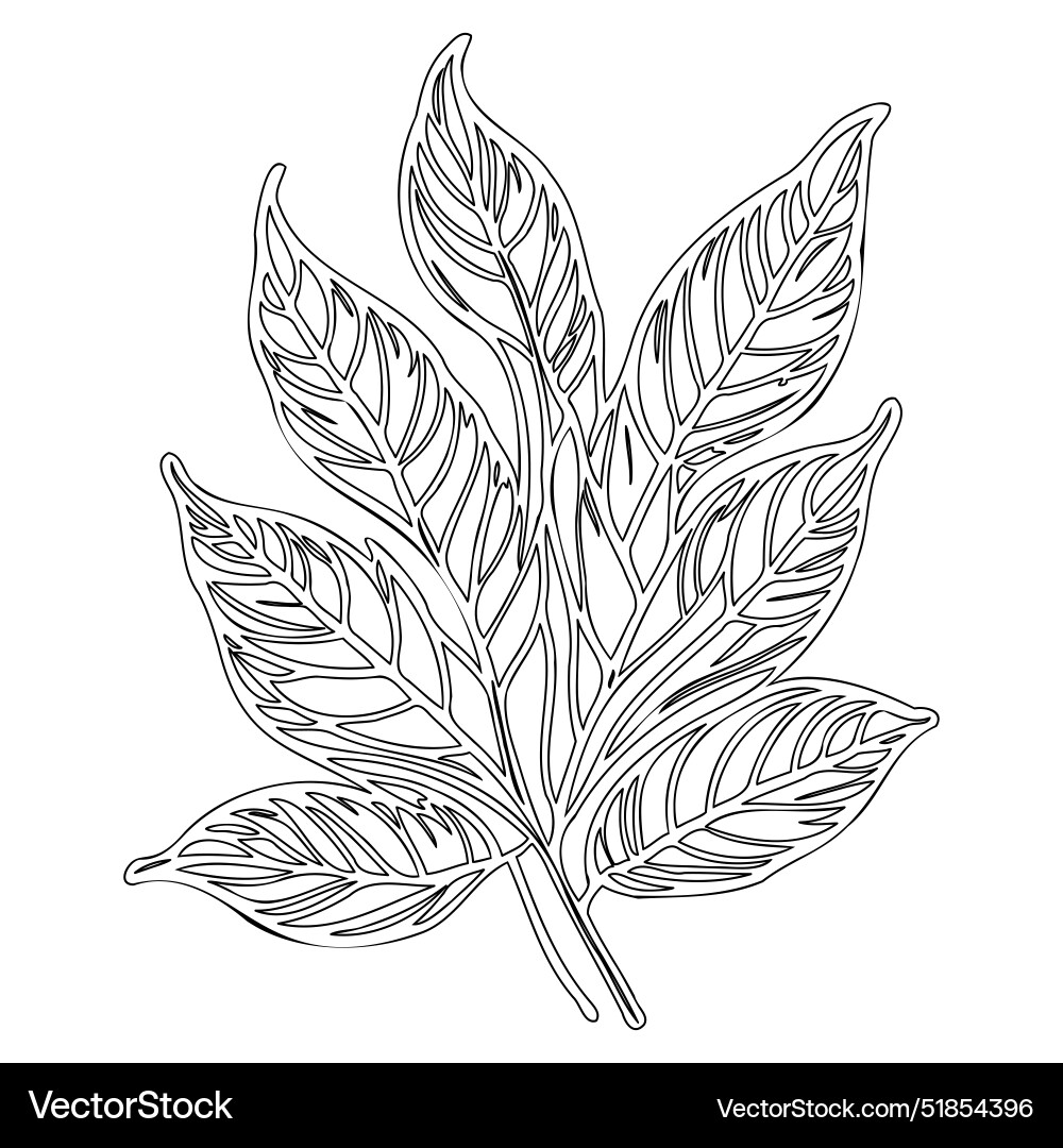 Chestnut leaf floral outline sketch Royalty Free Vector