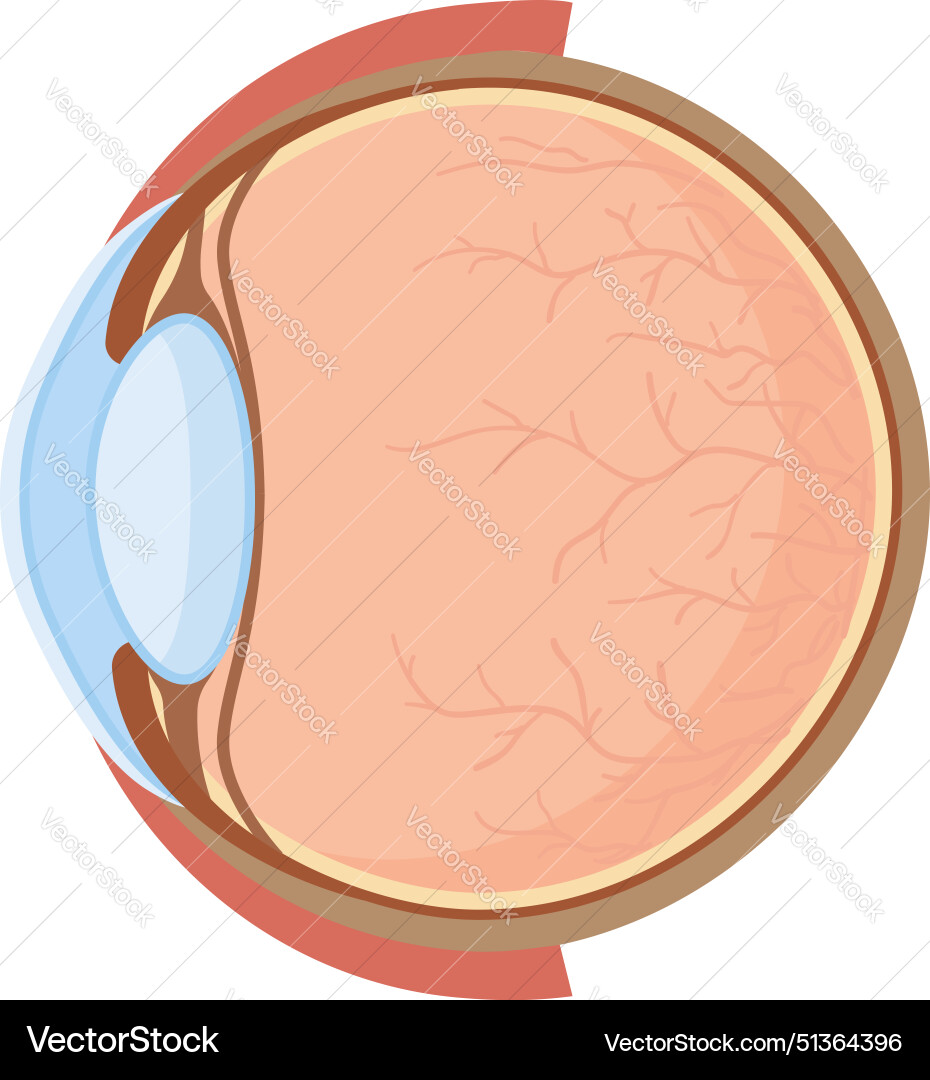 Detailed of a human eye Royalty Free Vector Image