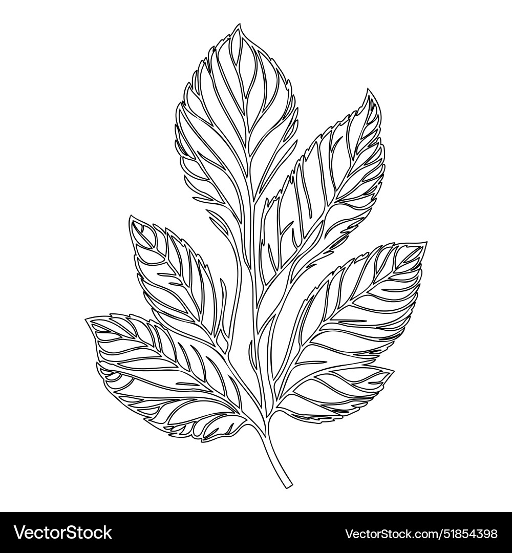 Chestnut leaf floral outline sketch Royalty Free Vector