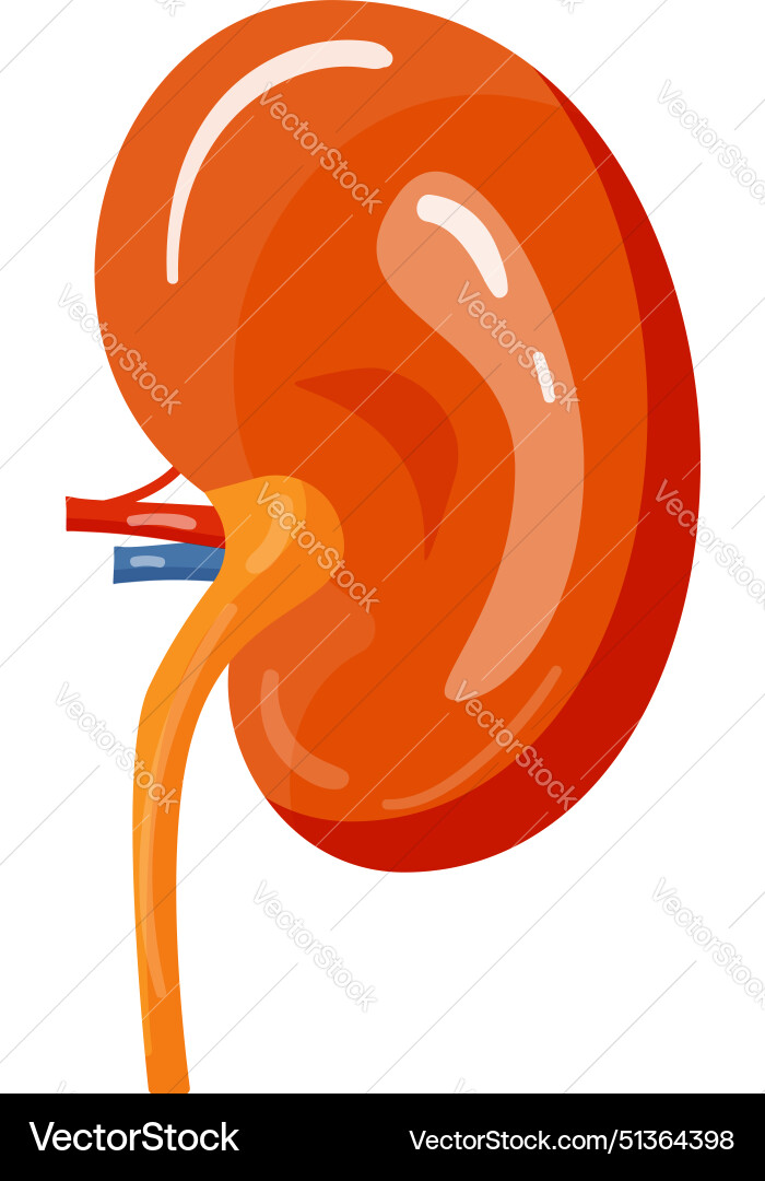 Detailed of a human kidney Royalty Free Vector Image