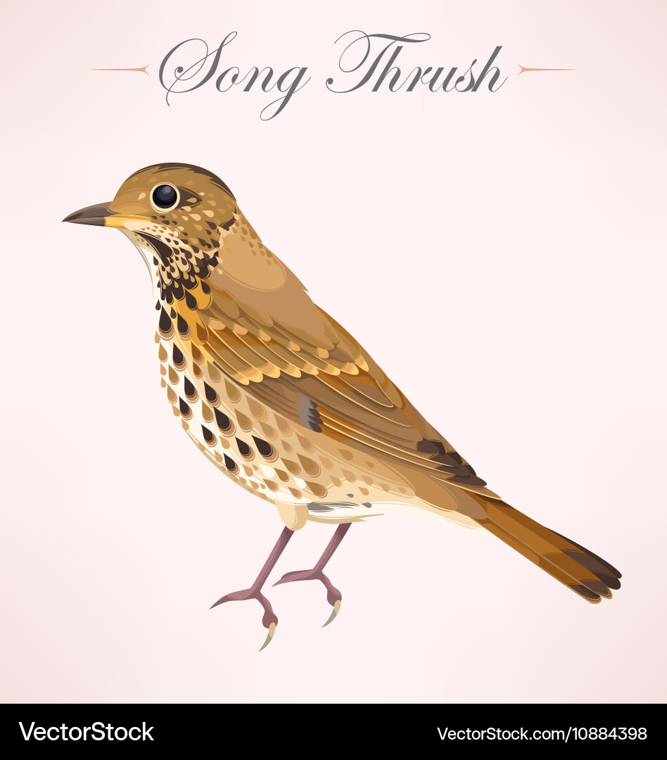 Song thrush Royalty Free Vector Image - VectorStock