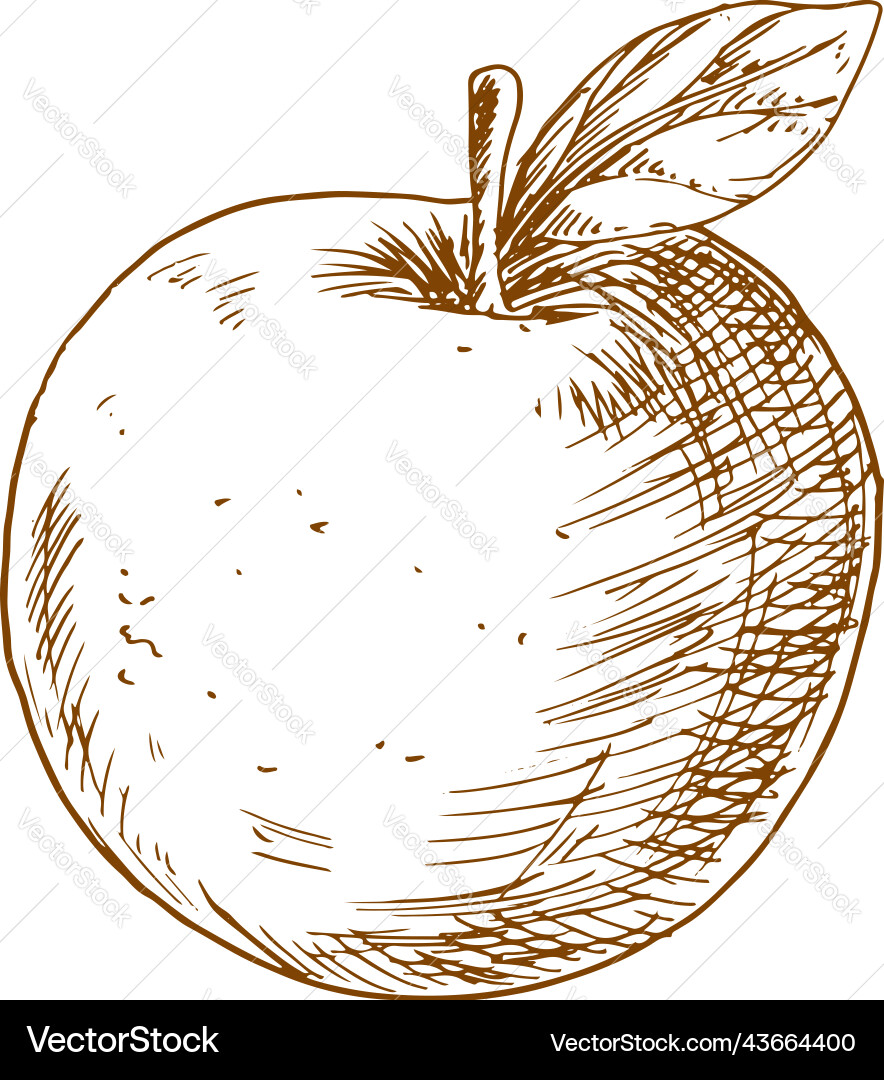 Apple fruit with leaf isolated sketch Royalty Free Vector