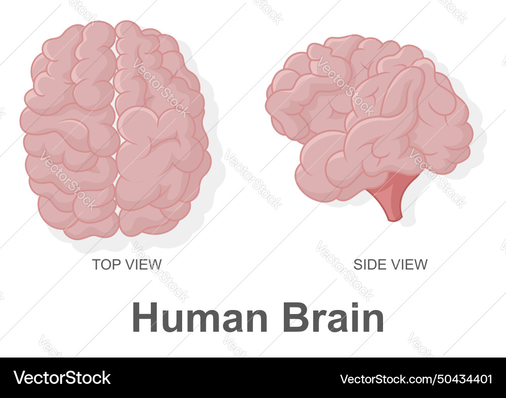 Human brain in top view and side Royalty Free Vector Image