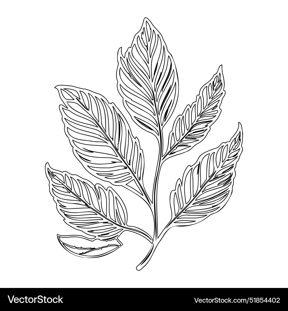 Chestnut leaf floral outline sketch Royalty Free Vector