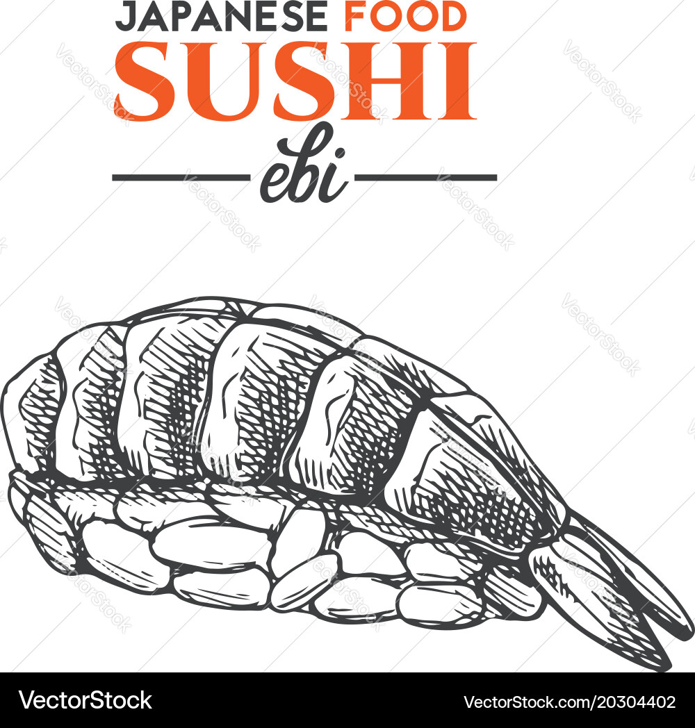 Ebi Sushi Sketch Royalty Free Vector Image - VectorStock