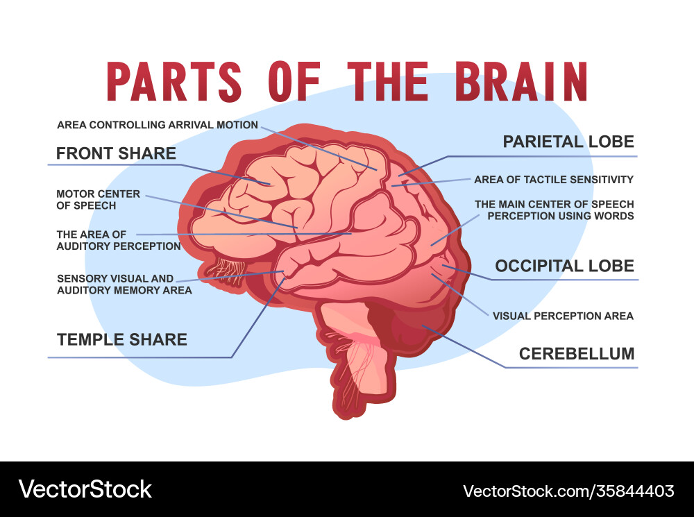 Parts brain educational scheme Royalty Free Vector Image