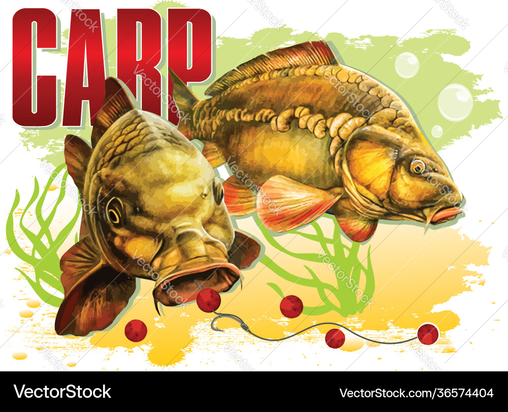 Carp Fishing - Close-Up Royalty Free Vector Image