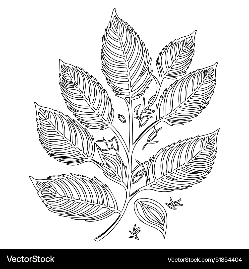Chestnut leaf floral outline sketch Royalty Free Vector