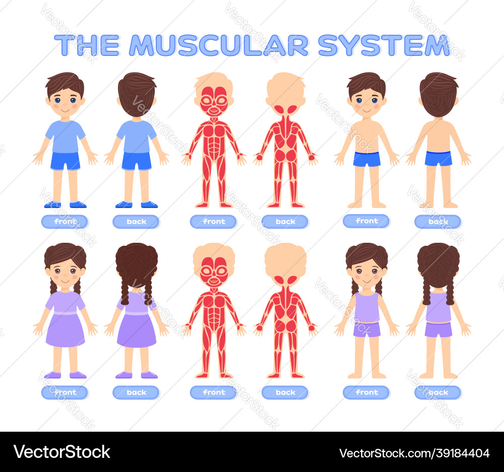 Human muscular system front and back view Vector Image
