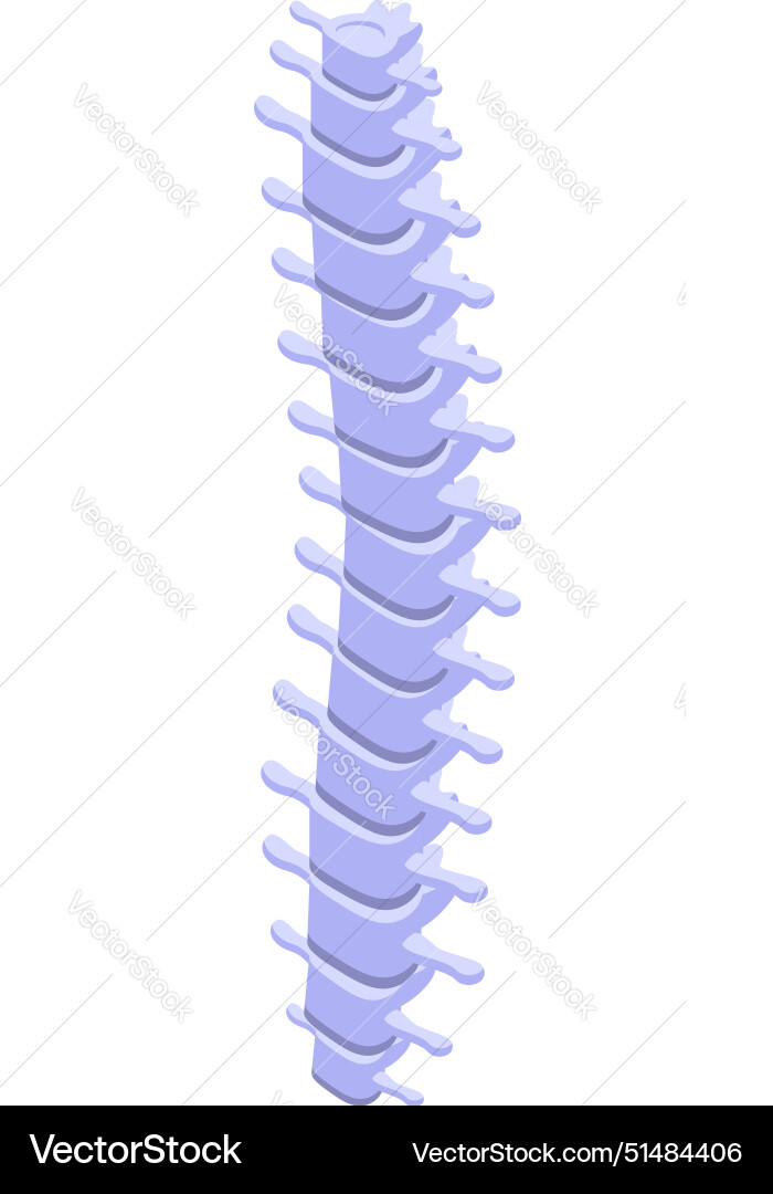 Human spine anatomy Royalty Free Vector Image - VectorStock
