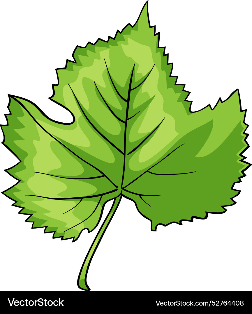 Cartoon of deciduous tree green leaf Royalty Free Vector