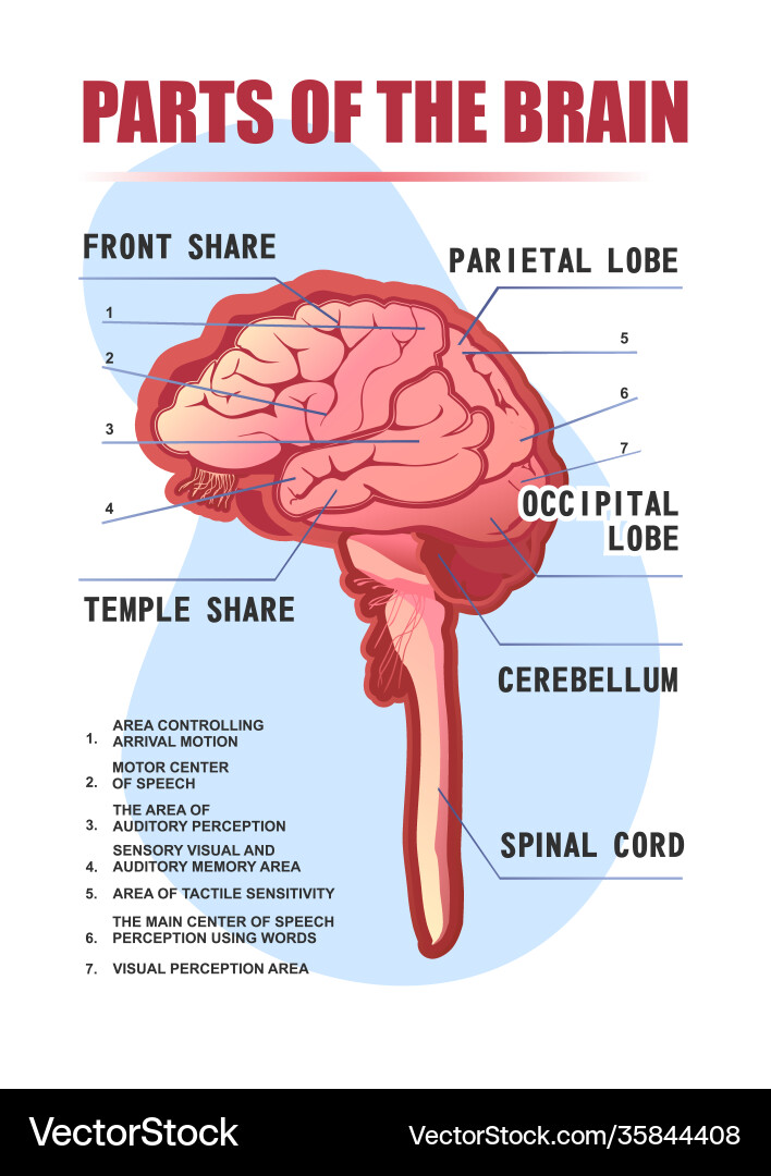 Parts brain educational scheme Royalty Free Vector Image