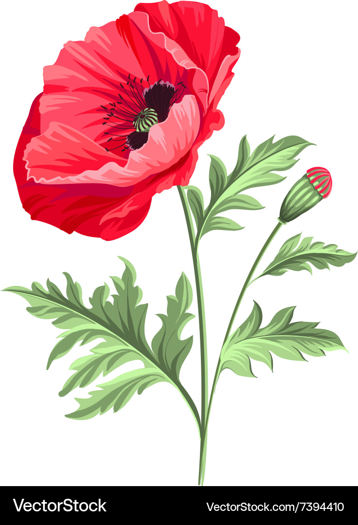 Background with poppies Royalty Free Vector Image