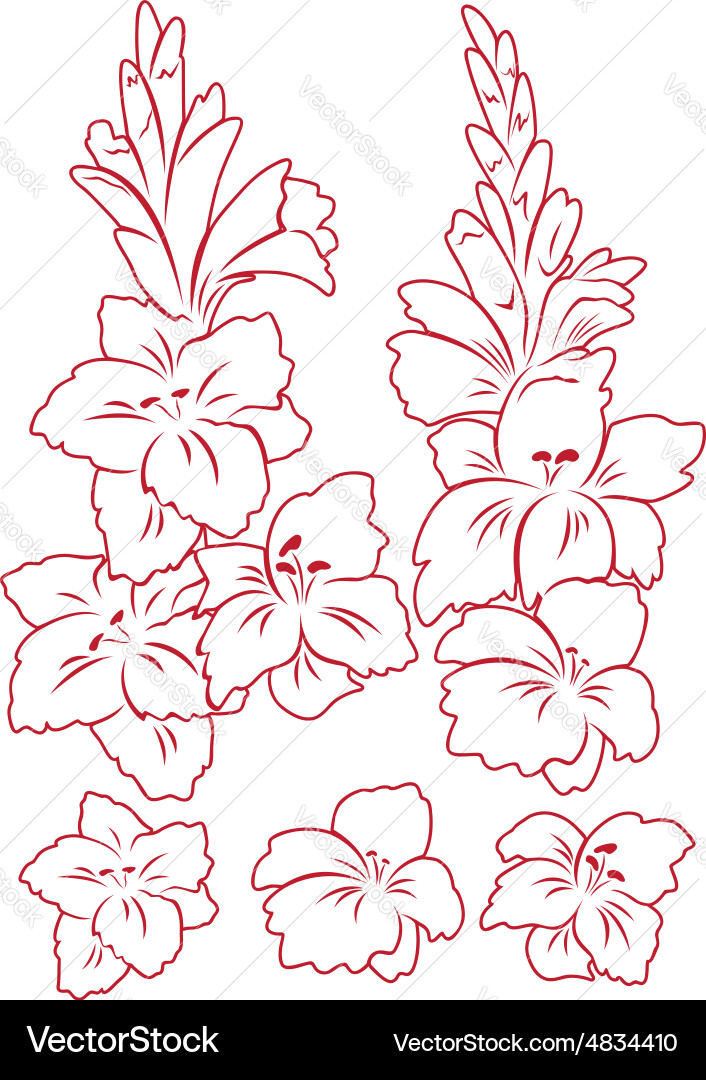 Gladiolus flower Royalty Free Vector Image - VectorStock