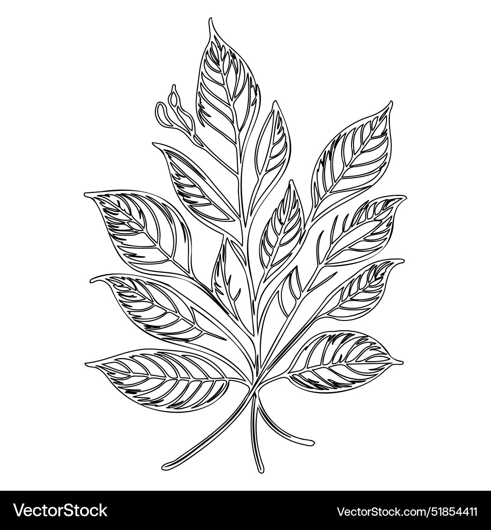 Chestnut leaf floral outline sketch Royalty Free Vector