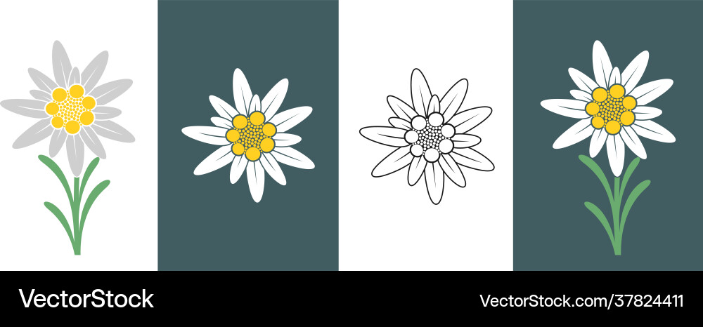 Edelweiss flower Royalty Free Vector Image - VectorStock