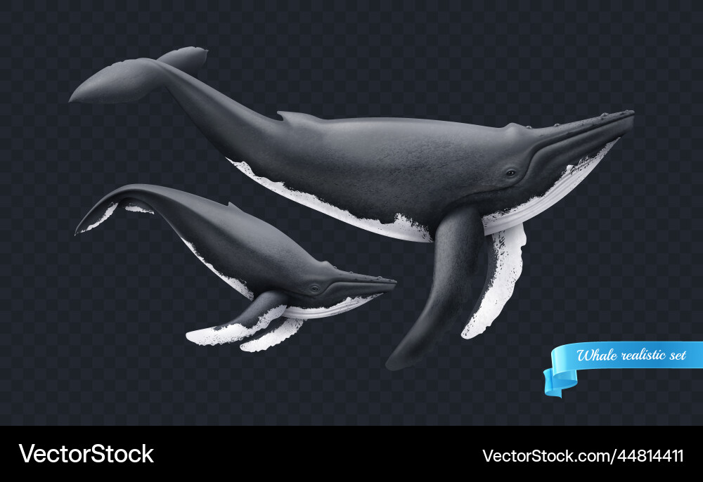 Realistic whale on transparent background Vector Image